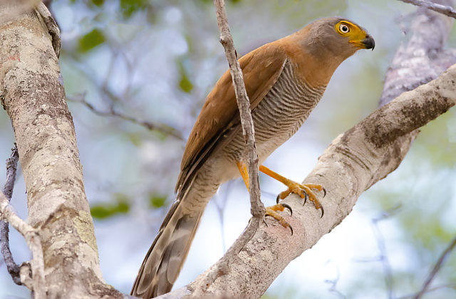 Foto falcão-caburé (Micrastur ruficollis) Por Lindemberg Caranha | Wiki ...