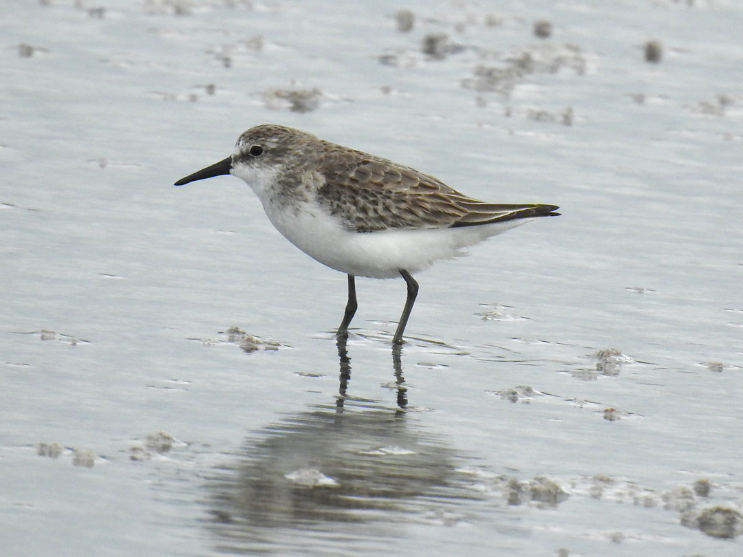 Foto maçarico-do-alasca (Calidris mauri) Por Sandro Paixão | Wiki Aves ...
