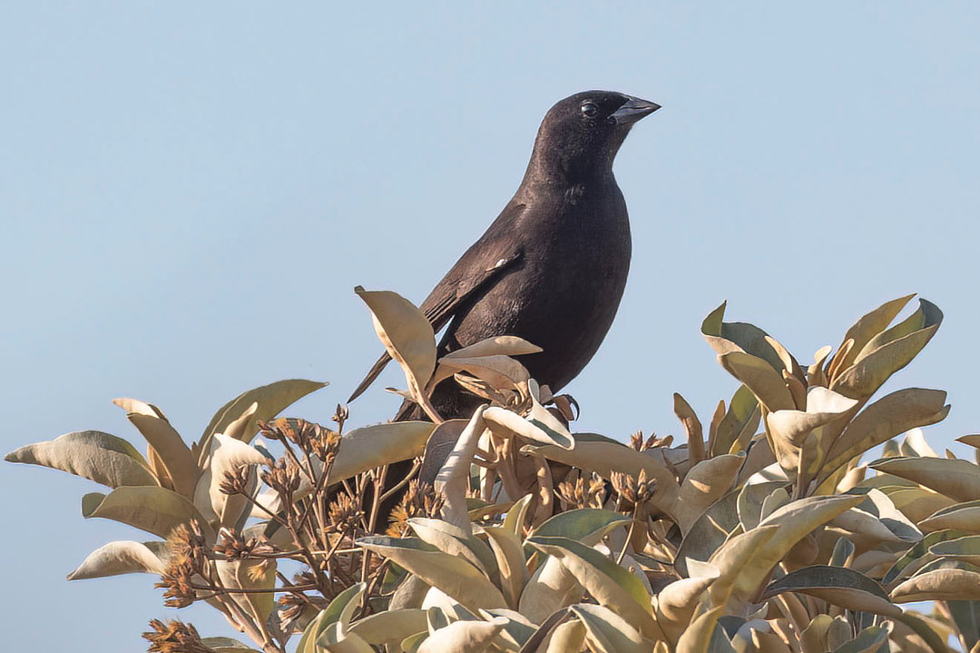 Foto chupim (Molothrus bonariensis) Por Arthur Grosset | Wiki Aves - A ...
