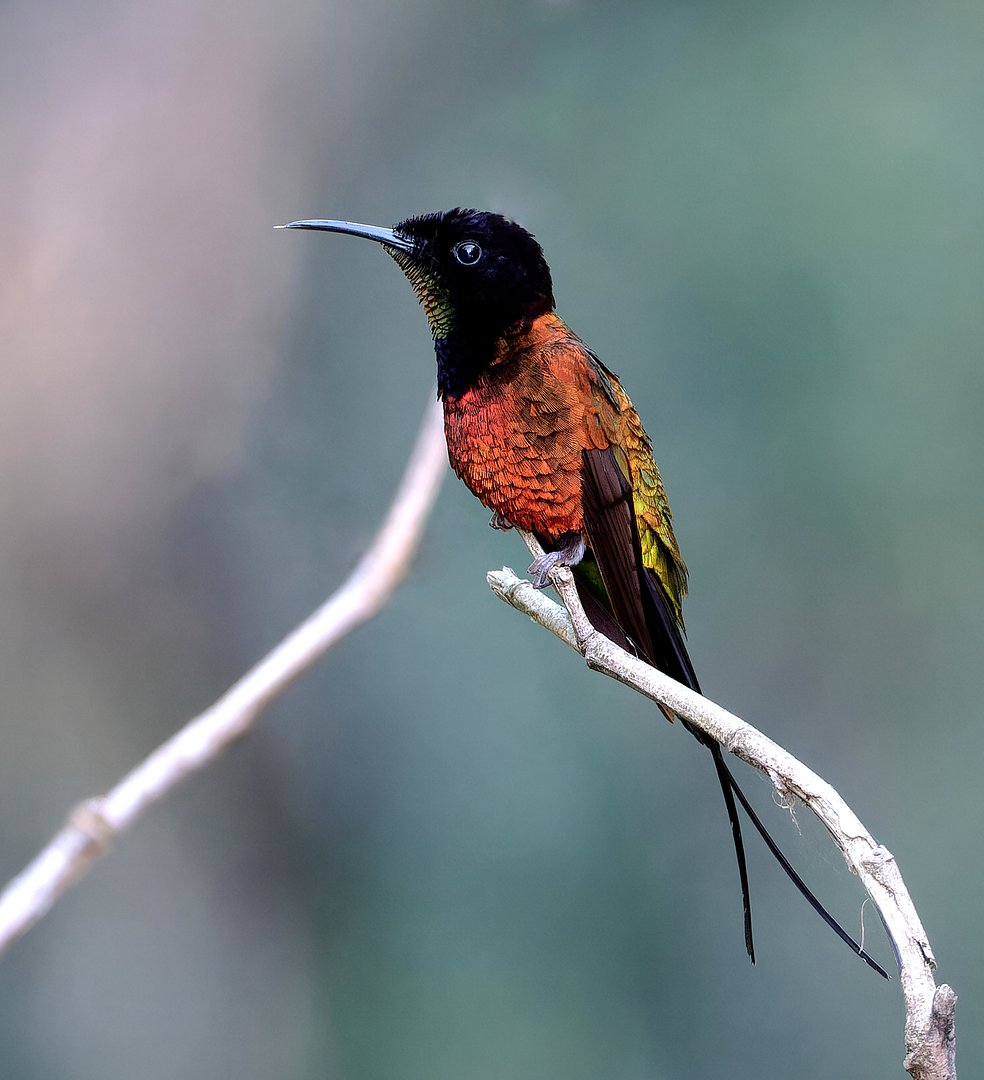 Foto topázio-de-fogo (Topaza pyra) Por Eliane Zaltman | Wiki Aves - A ...