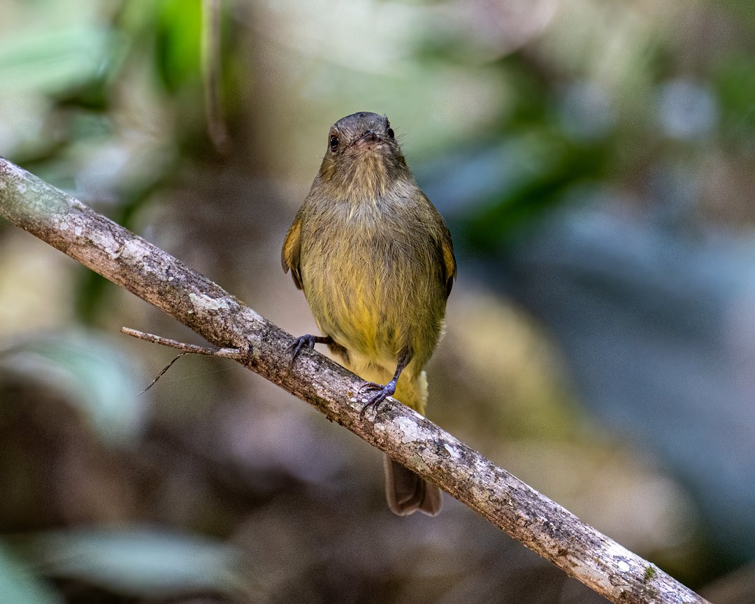 Foto fruxu (Neopelma chrysolophum) Por Victor Pássaro | Wiki Aves - A ...
