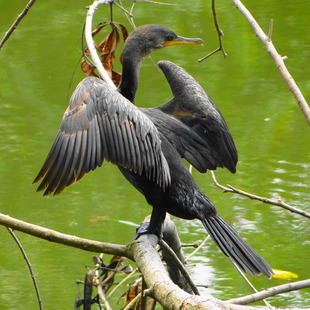 biguá (Nannopterum brasilianus) | WikiAves - A Enciclopédia das Aves do ...