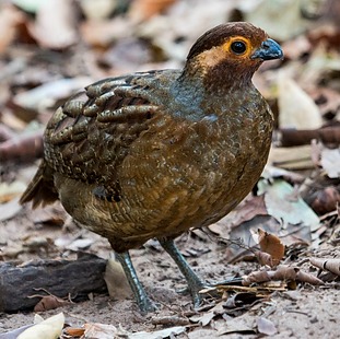 uru-corcovado (Odontophorus gujanensis) | WikiAves - A Enciclopédia das ...