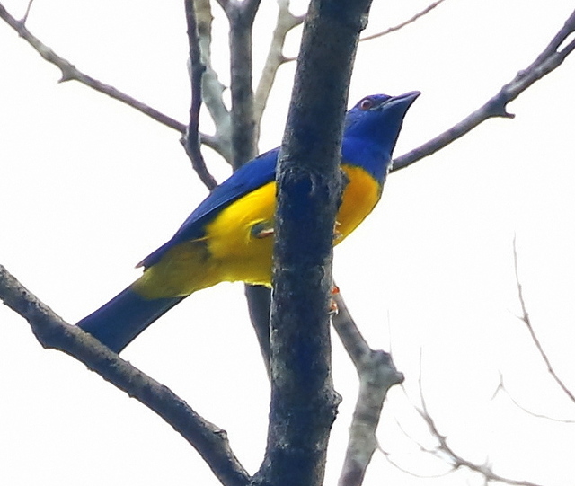 Foto pipira-azul (Cyanicterus cyanicterus) Por Mathias Singer | Wiki ...