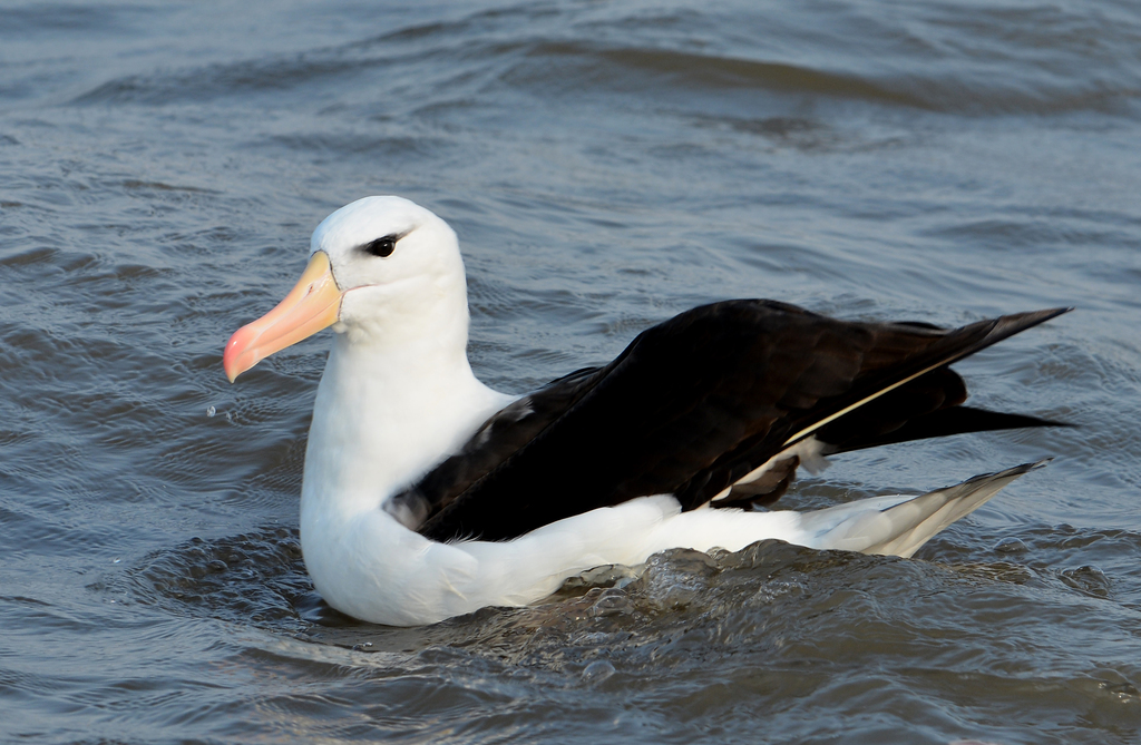 Foto albatroz-de-sobrancelha (Thalassarche melanophris) Por Carlos Timm ...