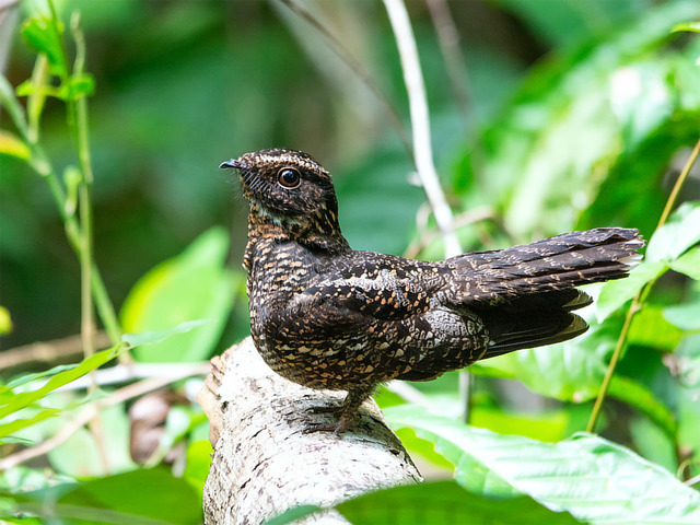 bacurau-de-lajeado (Nyctidromus nigrescens) | WikiAves - A Enciclopédia ...