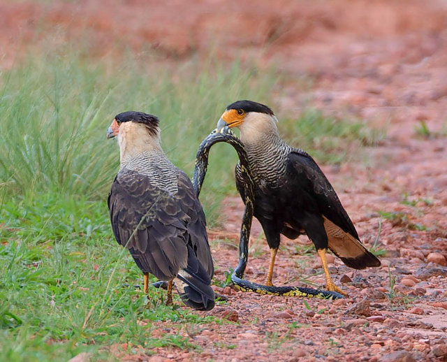Foto carcará (Caracara plancus) Por Miguel Veronez | Wiki Aves - A ...
