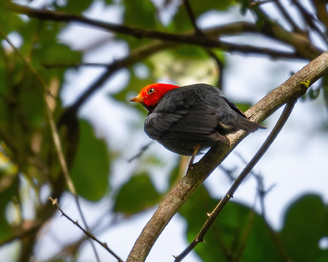 Foto cabeça-encarnada (Ceratopipra rubrocapilla) Por Gilberto Botelho ...