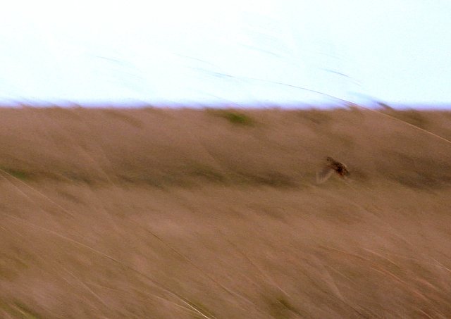 Foto codorna-carapé (Taoniscus nanus) Por Kennedy Borges-Road | Wiki ...