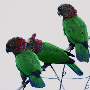 anacã (Deroptyus accipitrinus) | WikiAves - A Enciclopédia das Aves do ...