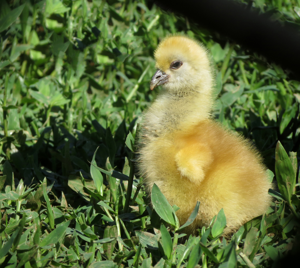 Foto anhuma (Anhima cornuta) Por Leandro Moreira A | Wiki Aves - A ...