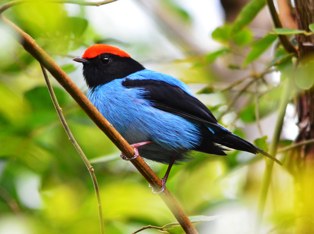 Foto tangará (Chiroxiphia caudata) Por Kleuber Carregosa | Wiki Aves ...