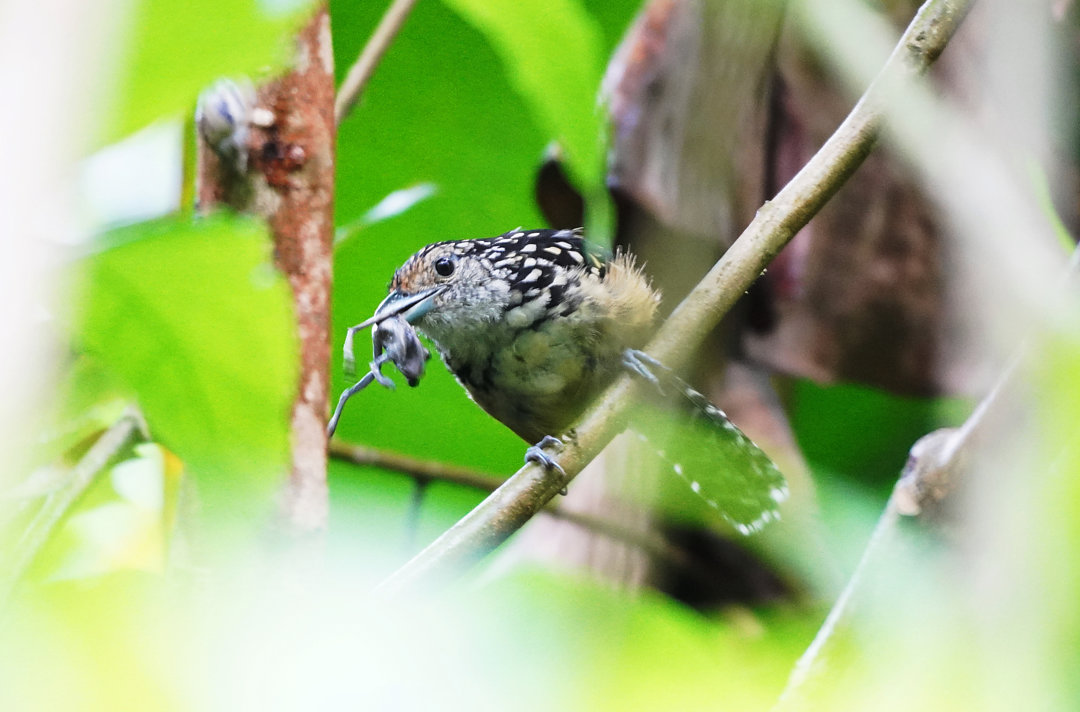 Foto chocão-carijó (Hypoedaleus guttatus) Por Paulo E. Torres | Wiki ...