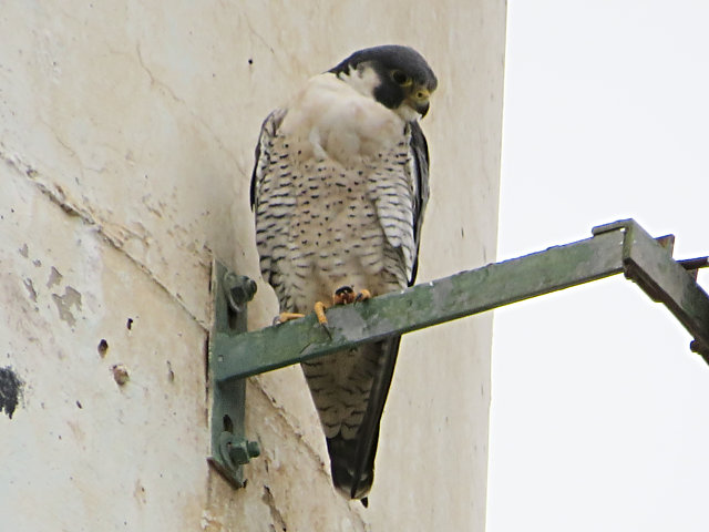 Foto falcão-peregrino (Falco peregrinus) Por Vlademir Barbosa | Wiki ...