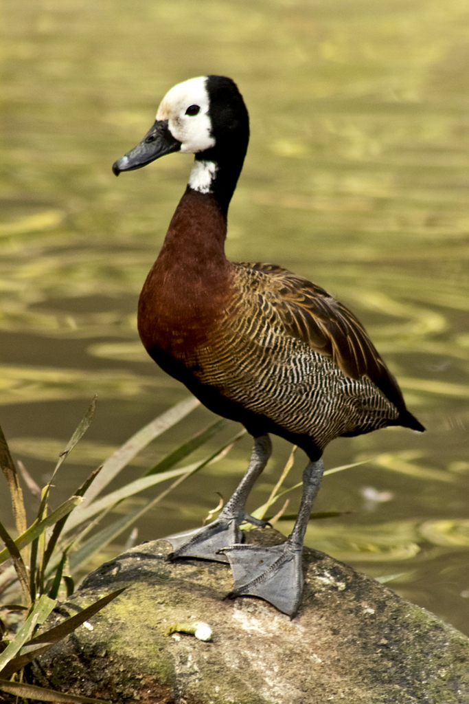 Foto irerê (Dendrocygna viduata) Por Erika Curto | Wiki Aves - A ...