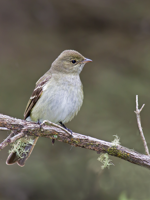 Foto tuque (Elaenia mesoleuca) Por Sergio Gregorio | Wiki Aves - A ...