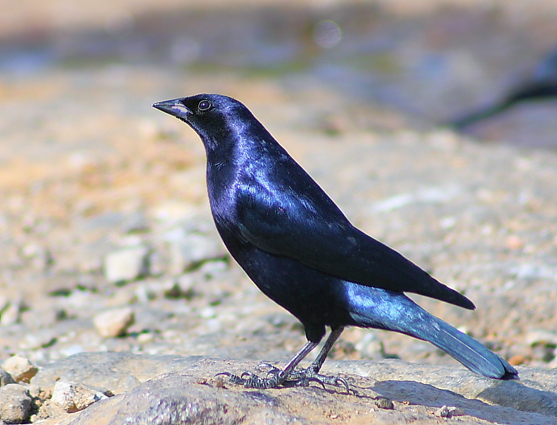 Foto chupim (Molothrus bonariensis) Por Paulo Rumo | Wiki Aves - A ...