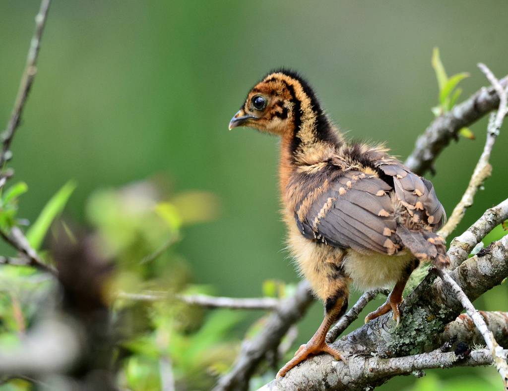 Foto jacuguaçu (Penelope obscura) Por Jarbas Mattos | Wiki Aves - A ...