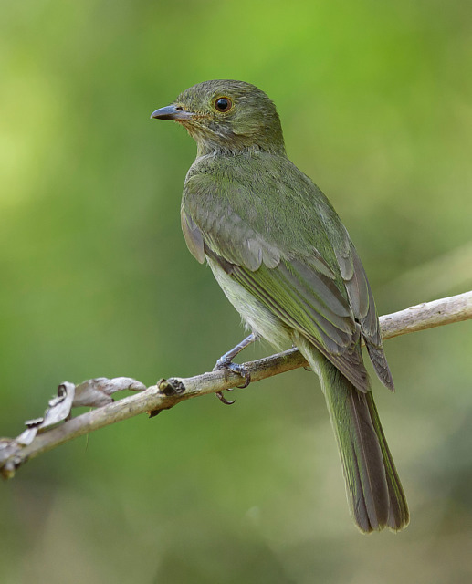 fruxu-do-cerradão (Neopelma pallescens) | WikiAves - A Enciclopédia das ...