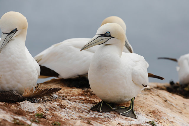atobá-boreal (Morus bassanus) | WikiAves - A Enciclopédia das Aves do ...