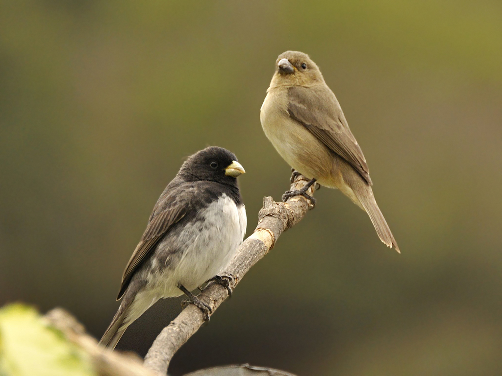 Foto papa-capim-de-costas-cinza (Sporophila ardesiaca) Por Celi Aurora ...