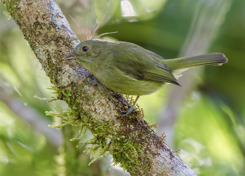 Foto fruxu (Neopelma chrysolophum) Por Adolfo Alarcon | Wiki Aves - A ...
