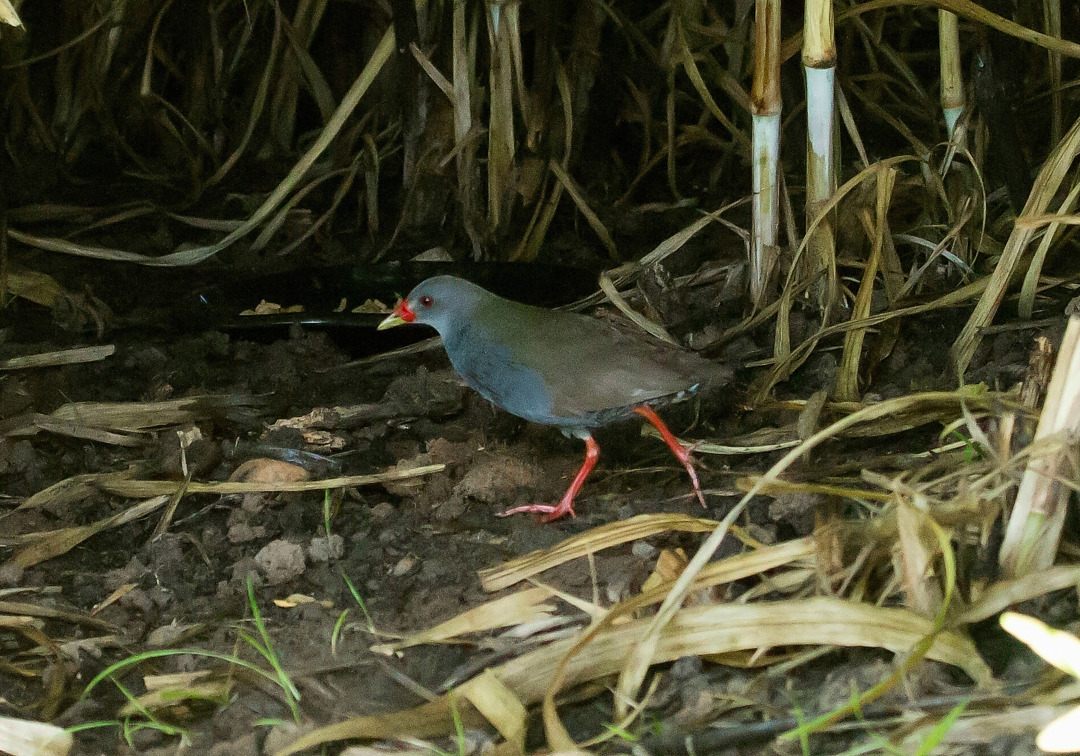 Foto turu-turu (Neocrex erythrops) Por Márcia Bessa | Wiki Aves - A ...