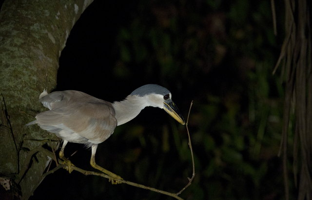 Foto arapapá (Cochlearius cochlearius) Por Diogo Lucatelli | Wiki Aves ...