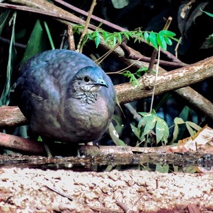 jaó (Crypturellus undulatus) | WikiAves - A Enciclopédia das Aves do Brasil