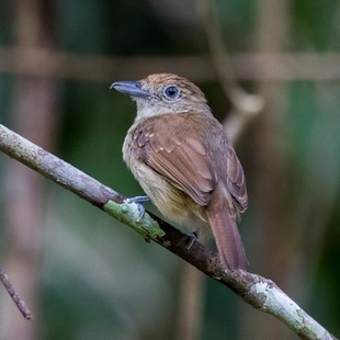 choca-murina (Thamnophilus murinus) | WikiAves - A Enciclopédia das ...