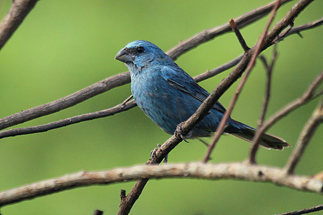 Foto azulinho (Cyanoloxia glaucocaerulea) Por Pedro Sessegolo | Wiki ...