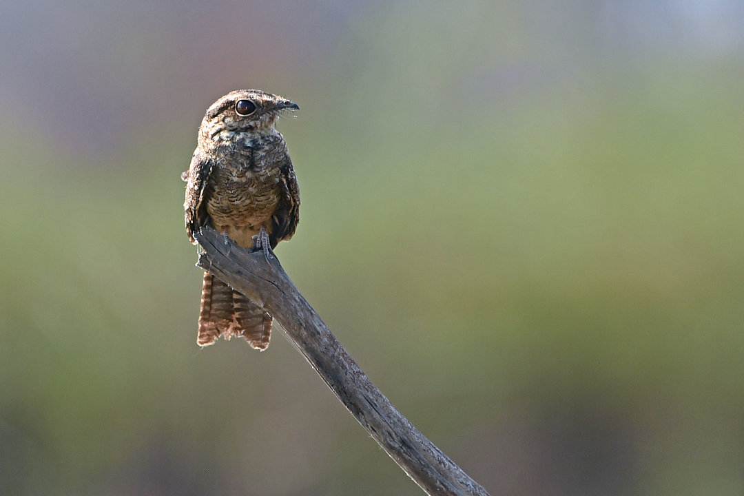 Foto acurana (Hydropsalis climacocerca) Por Rudimar Cipriani | Wiki ...