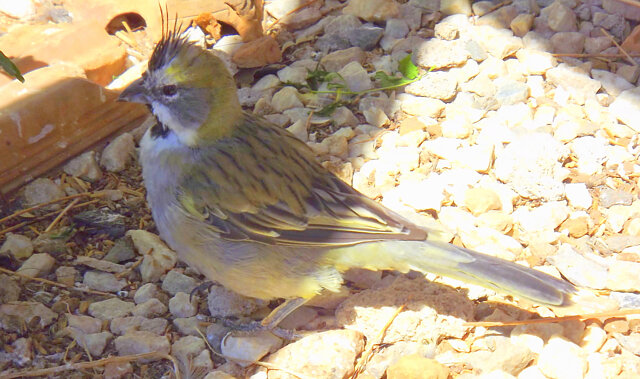 Foto cardeal-amarelo (Gubernatrix cristata) Por Rudimar De Matos | Wiki ...