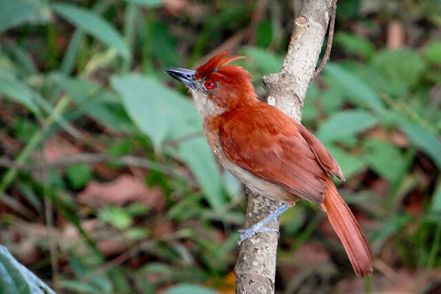 Foto choró-boi (Taraba major) Por Gabriel Bonfa | Wiki Aves - A ...