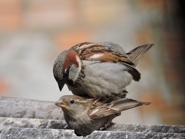 pardal (Passer domesticus) | WikiAves - A Enciclopédia das Aves do Brasil