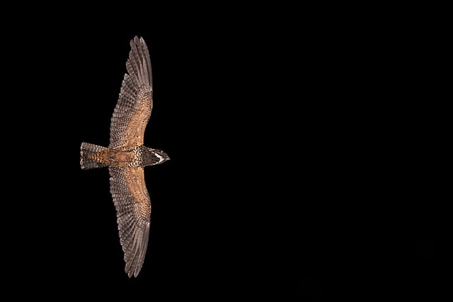 tuju (Lurocalis semitorquatus) | WikiAves - A Enciclopédia das Aves do ...