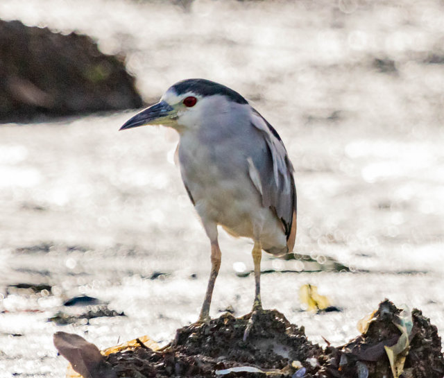 Foto socó-dorminhoco (Nycticorax nycticorax) Por André Queiroz | Wiki ...
