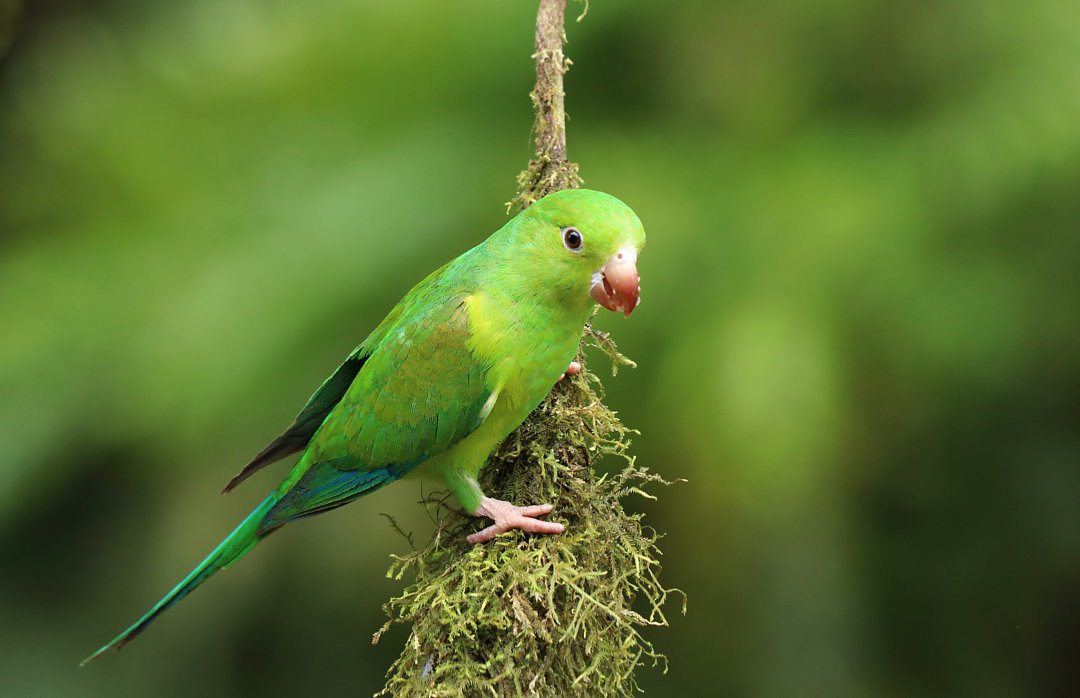 Foto periquito-rico (Brotogeris tirica) Por Jose G. Oliveira | Wiki ...