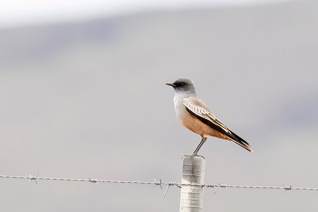 Foto gaúcho-chocolate (Nengetus rufiventris) Por Marcos Eugênio | Wiki ...