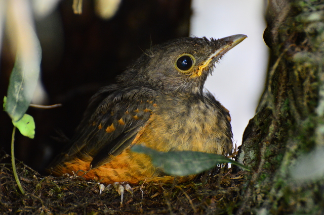 sabiá-laranjeira (Turdus rufiventris) | WikiAves - A Enciclopédia das ...