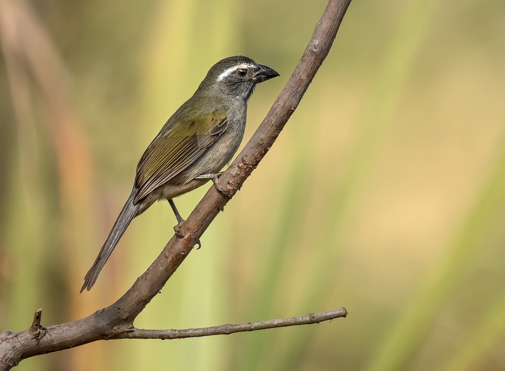 Foto trinca-ferro (Saltator similis) Por Darlan Sattler | Wiki Aves - A ...