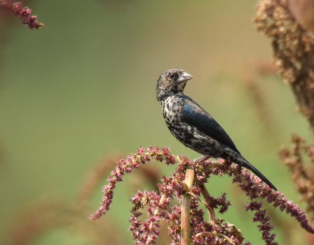 tiziu (Volatinia jacarina) | WikiAves - A Enciclopédia das Aves do Brasil