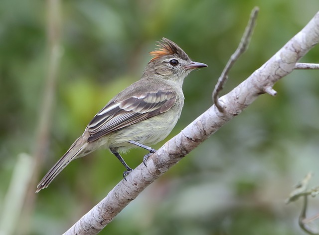 Foto guaracava-de-topete-vermelho (Elaenia ruficeps) Por Anselmo d ...