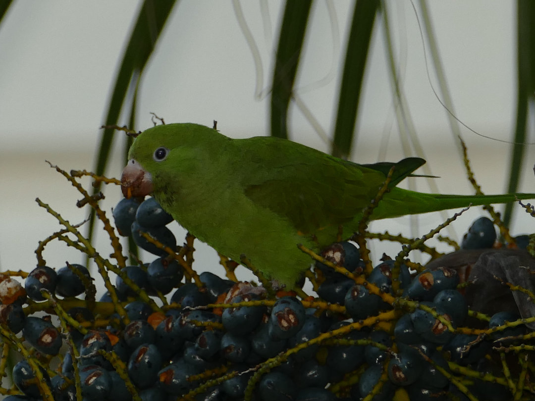 Foto periquito-rico (Brotogeris tirica) Por Alberto A. Silva | Wiki ...