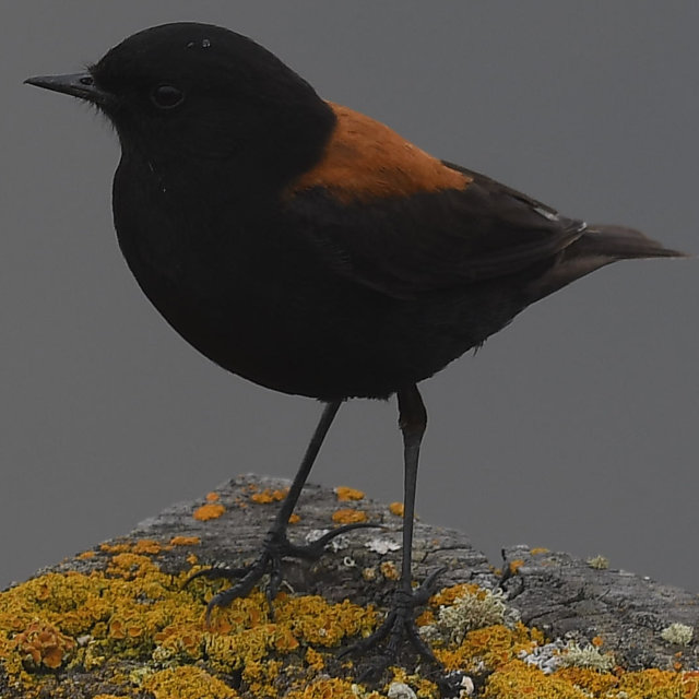 Foto colegial (Lessonia rufa) Por Daniel Hinckley | Wiki Aves - A ...