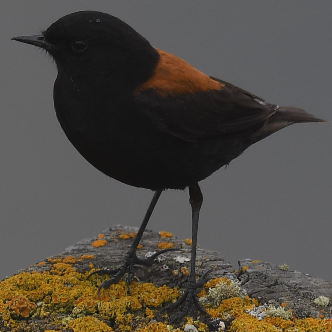 Foto colegial (Lessonia rufa) Por Daniel Hinckley | Wiki Aves - A ...