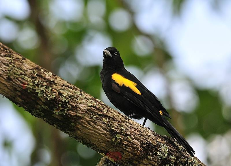 Foto tecelão (Cacicus chrysopterus) Por Luiz Ribenboim | Wiki Aves - A ...
