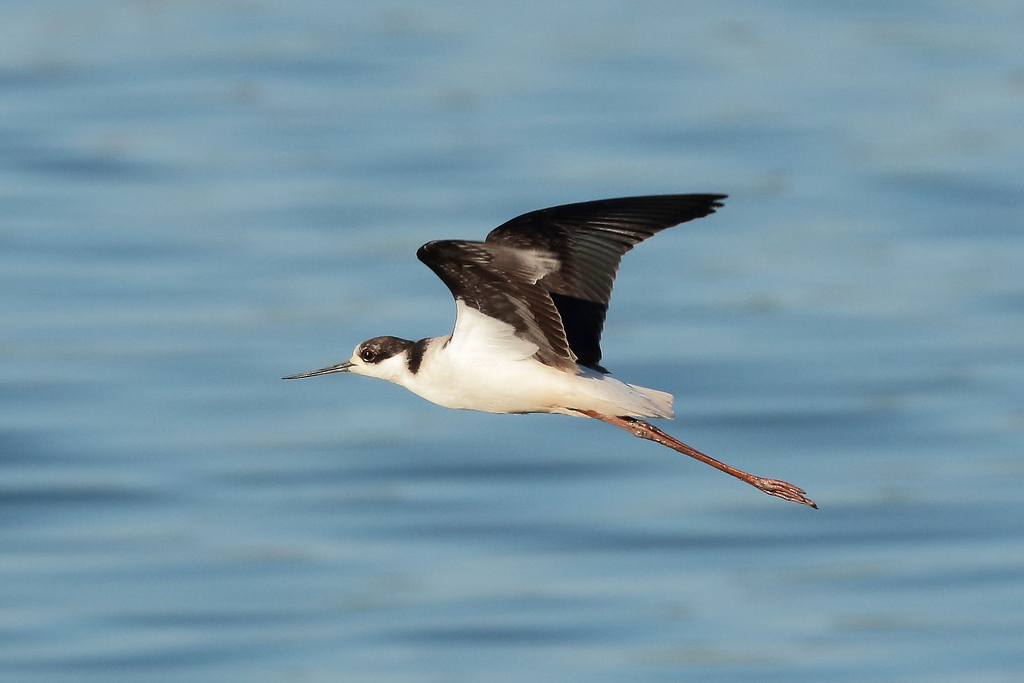 Foto pernilongo-de-costas-brancas (Himantopus melanurus) Por Alessandra ...