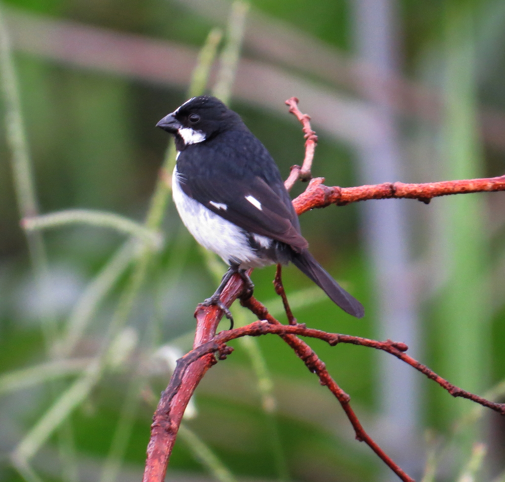 Foto bigodinho (Sporophila lineola) Por Ronaldo Rodrigues de Moraes ...