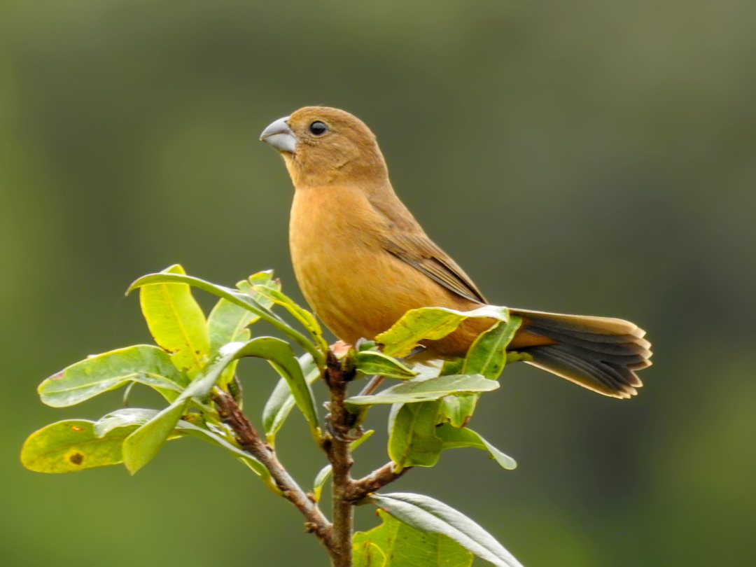 Foto azulinho (Cyanoloxia glaucocaerulea) Por Francisco Falcon | Wiki ...